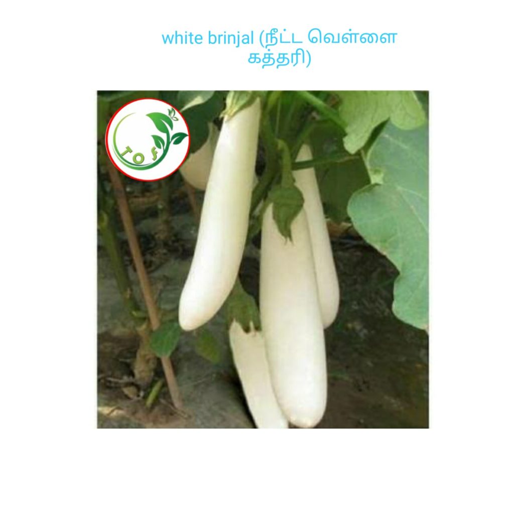 White Brinjal-நீட்ட வெள்ளை கத்திரிக்காய் - TOF GARDENS