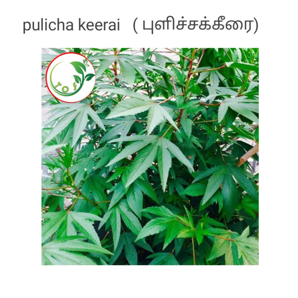 Pulicha Keerai-புளிச்ச கீரை - TOF GARDENS