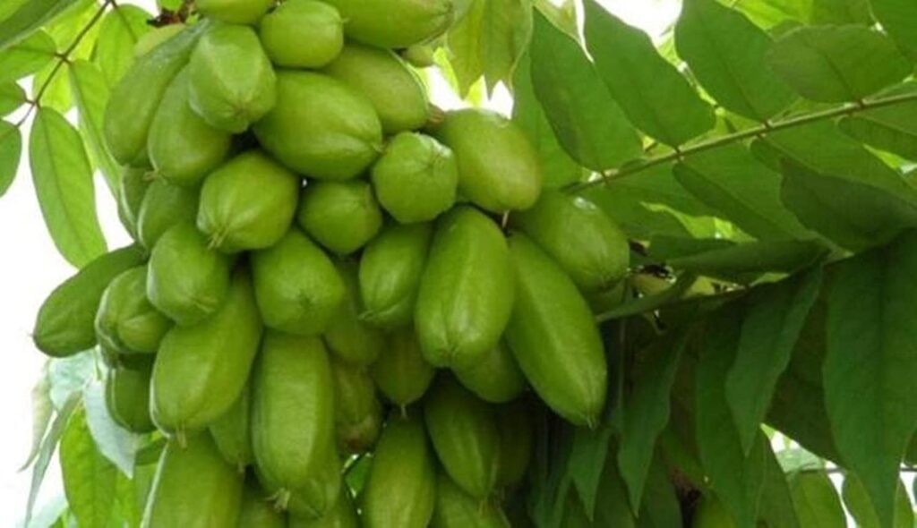 Elumbu puli / Bilimbi Iron Tamarind Plant - TOF GARDENS