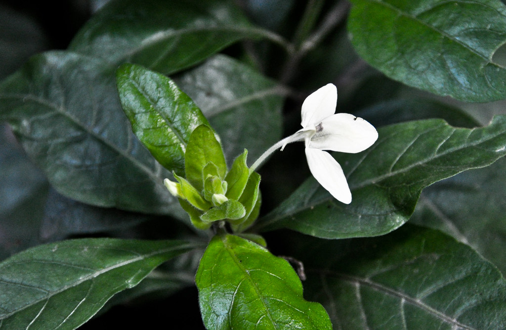 white Crossandra Evergreen Flower plant /white kanakambaram/வெள்ளை ...