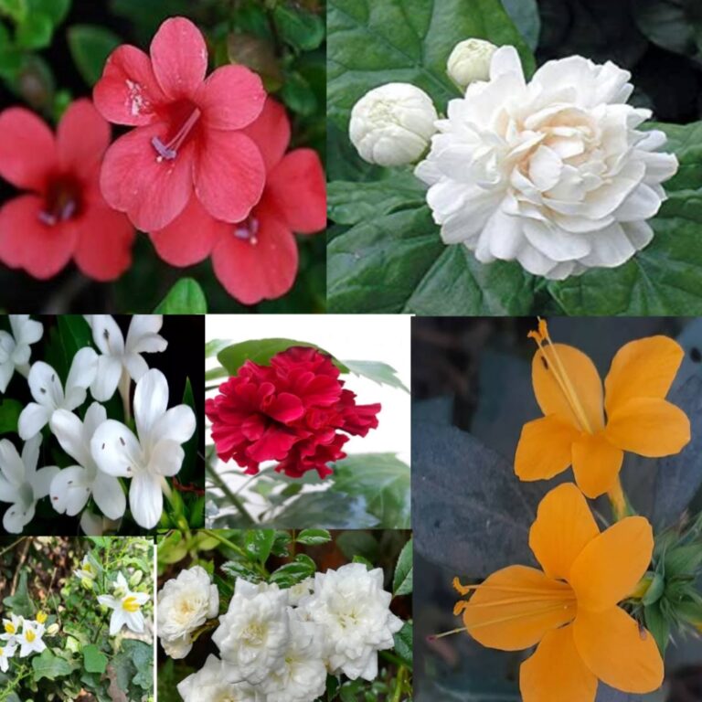 7 plants combo offer( red december, white december, madhura malli , 10 ...