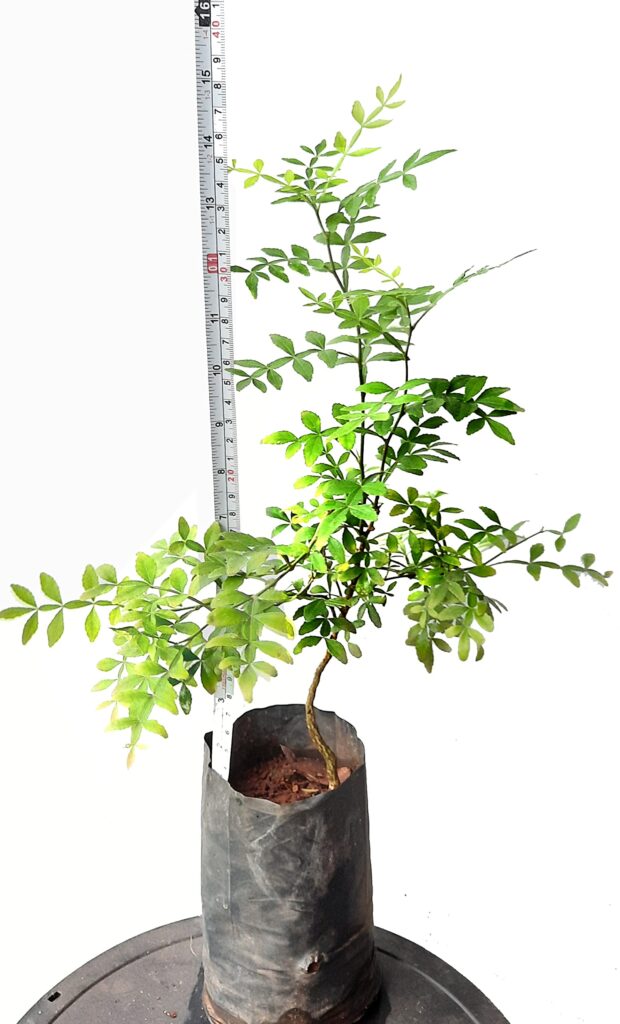 13 leaves Maha vilvam live plant - TOF GARDENS